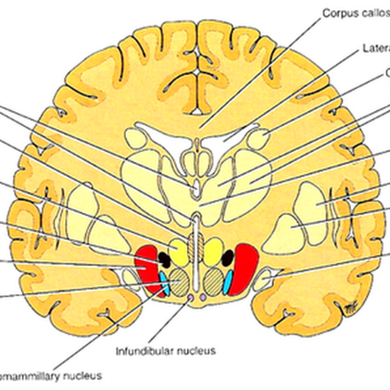 The hypothalamus I - Radiology Made Easy